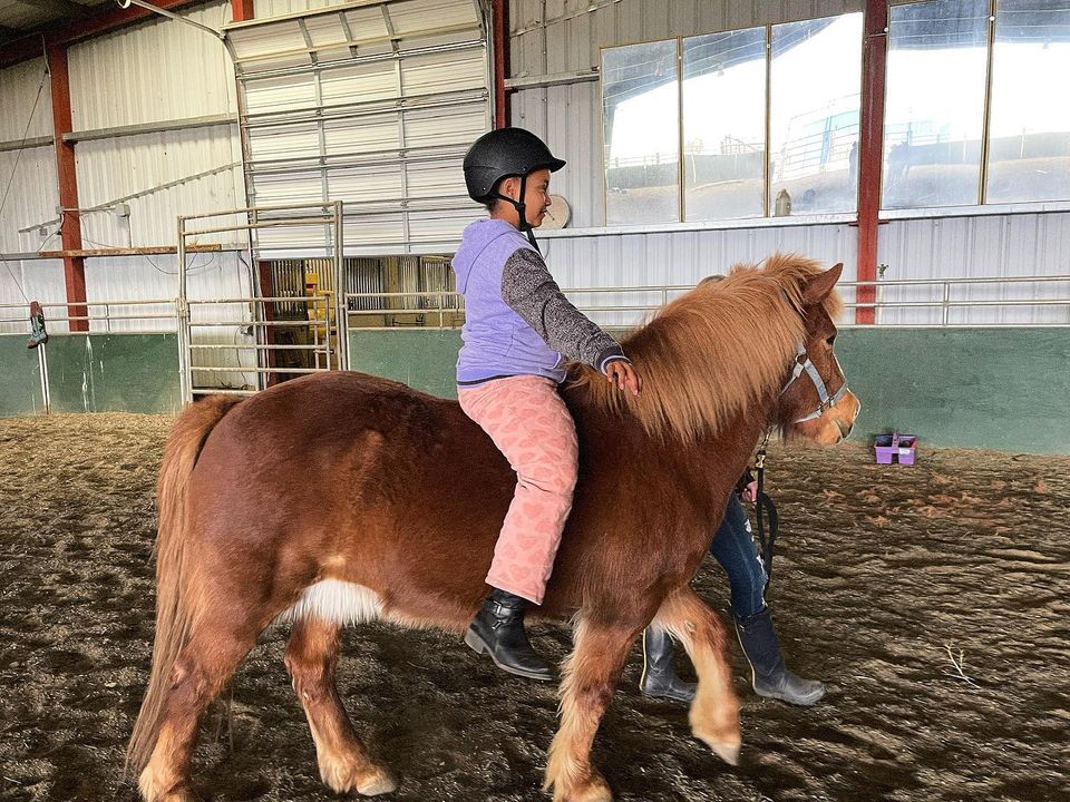 Between Horses and Humans - Rex Foundation