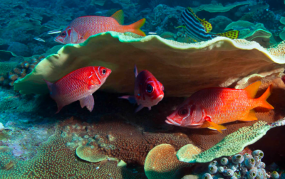 OneReef Worldwide Stewardship - Rex Foundation